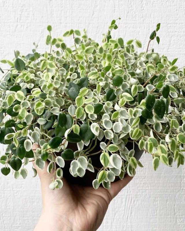 Peperomia perciliata ‘White Cloud’ - insukuland