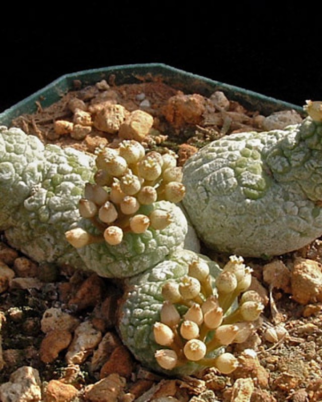 Pseudolithos Caput-viperae - insukuland