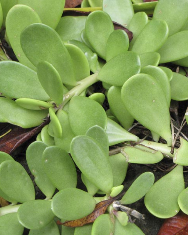 Senecio jacobsenii - insukuland