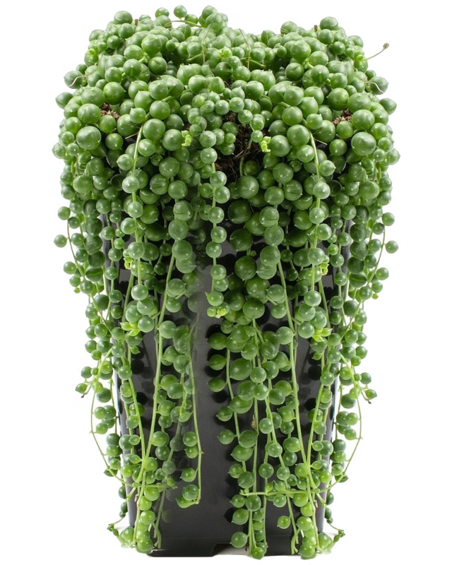 insukuland - Kaktüs ve Sukulent Rehberi