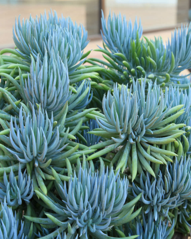Senecio talinoides - insukuland
