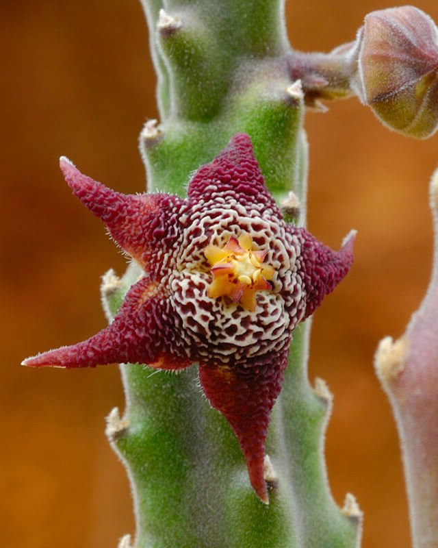 Stapelia arenosa - insukuland