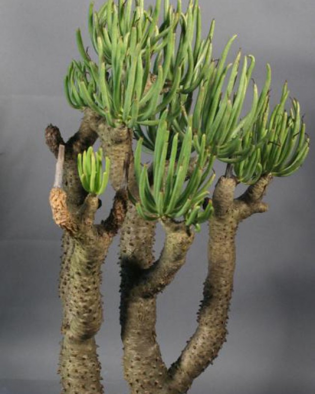 Tylecodon Cacalioides - insukuland