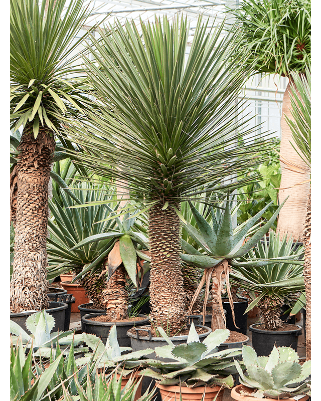 Yucca filifera - insukuland