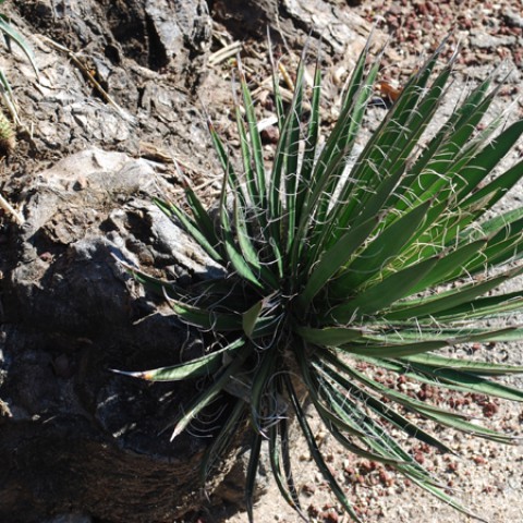 Yucca Filifera - insukuland