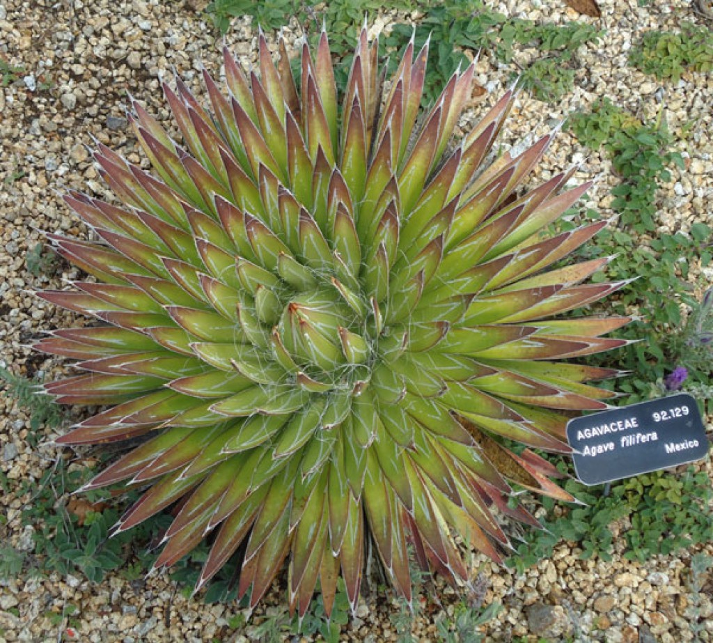 Agave Filifera - insukuland