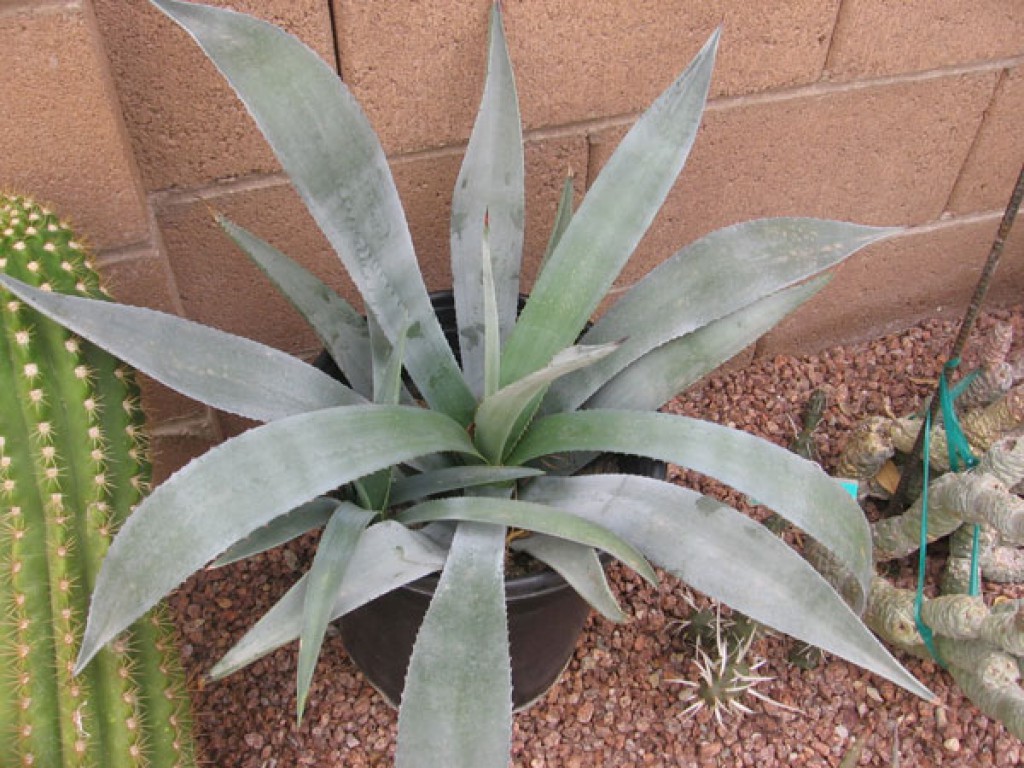 Agave Murpheyi Insukuland