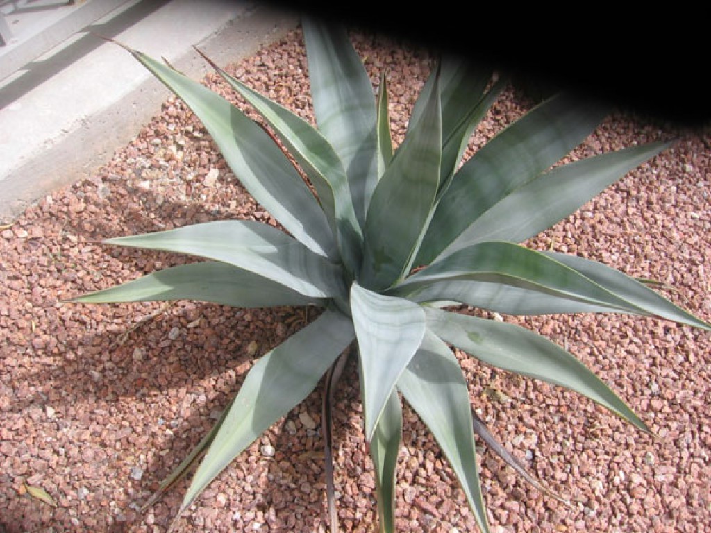 Agave Murpheyi Insukuland
