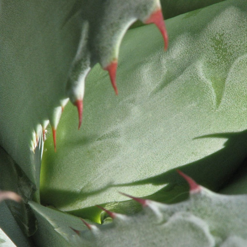 Agave Ovatifolia - insukuland