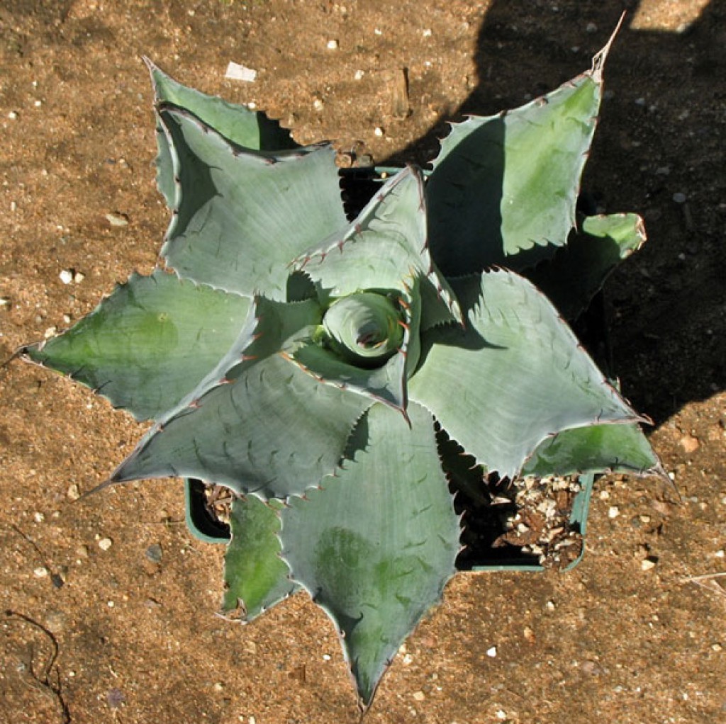 Agave Ovatifolia - insukuland