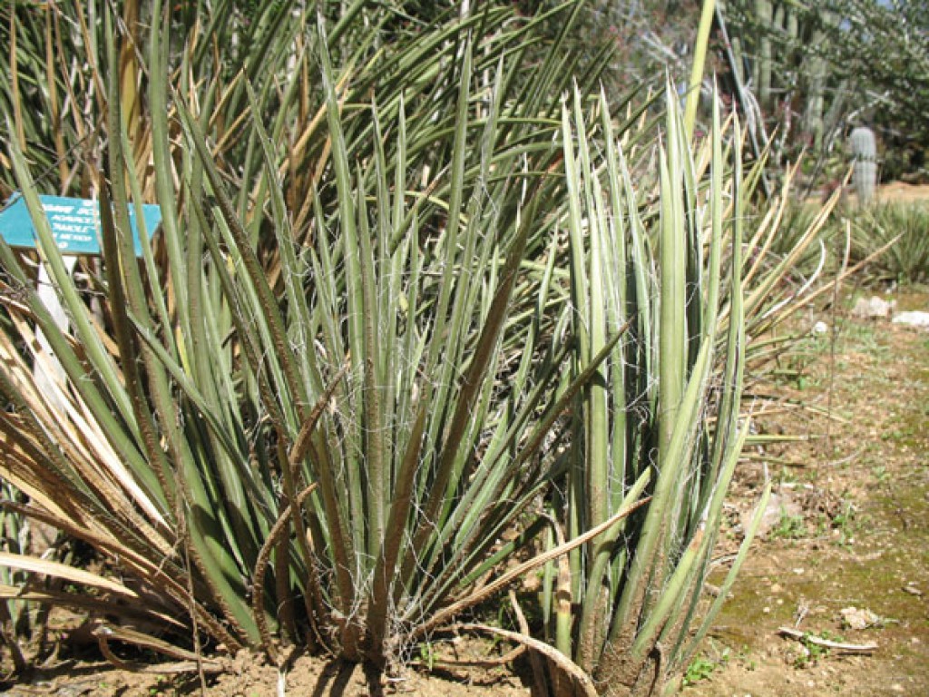 Agave Schottii - insukuland