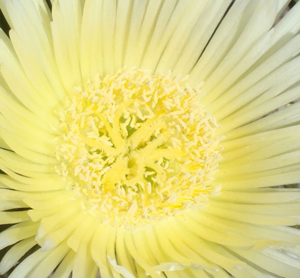 Carpobrotus Edulis - insukuland