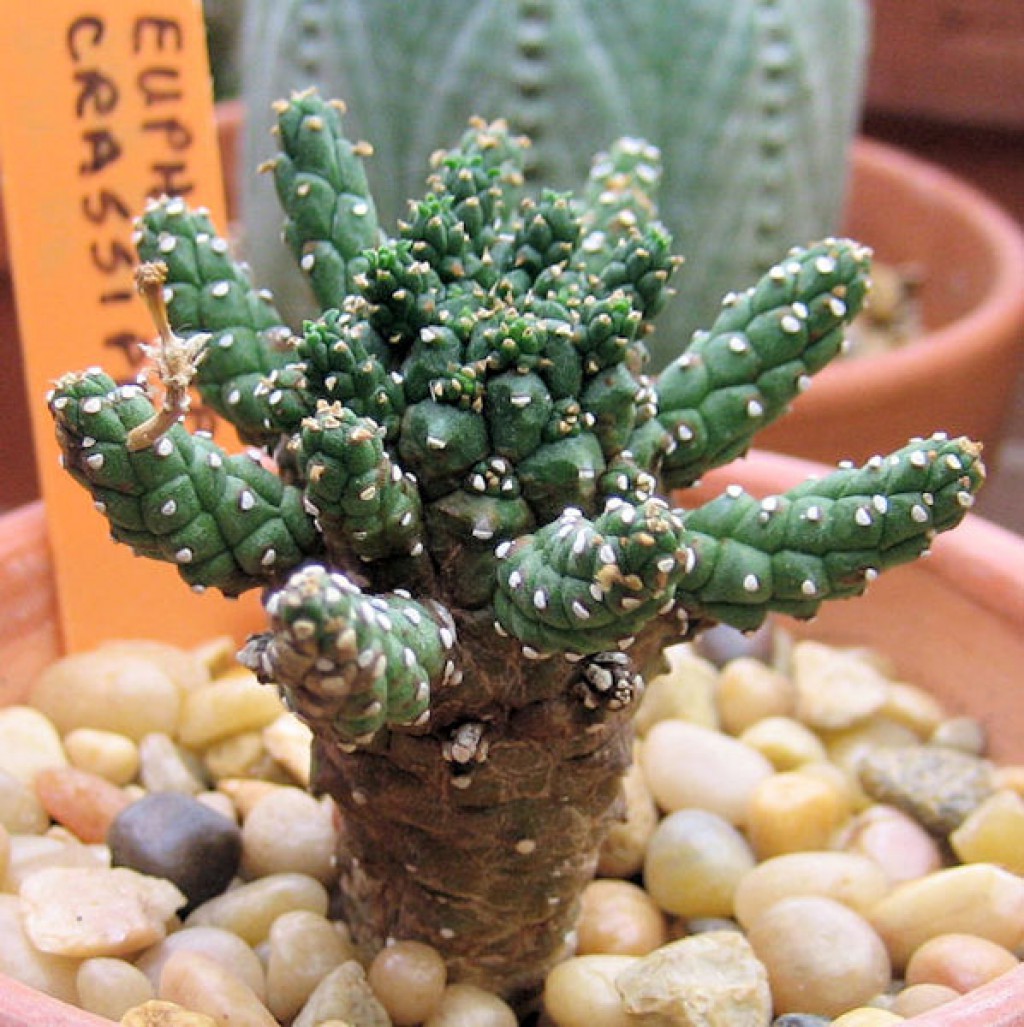 Euphorbia Crassipes Insukuland