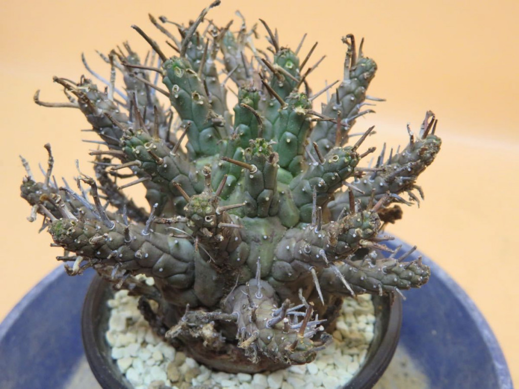 Euphorbia Crassipes Insukuland