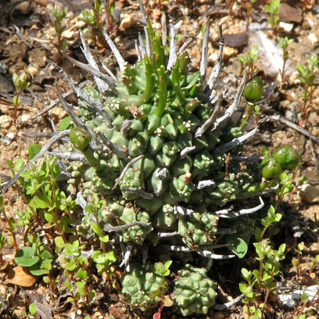 Euphorbia Multiceps - insukuland