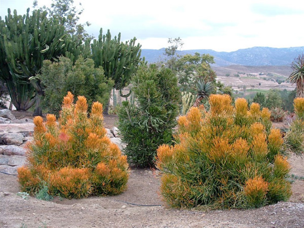 Euphorbia Tirucalli - insukuland