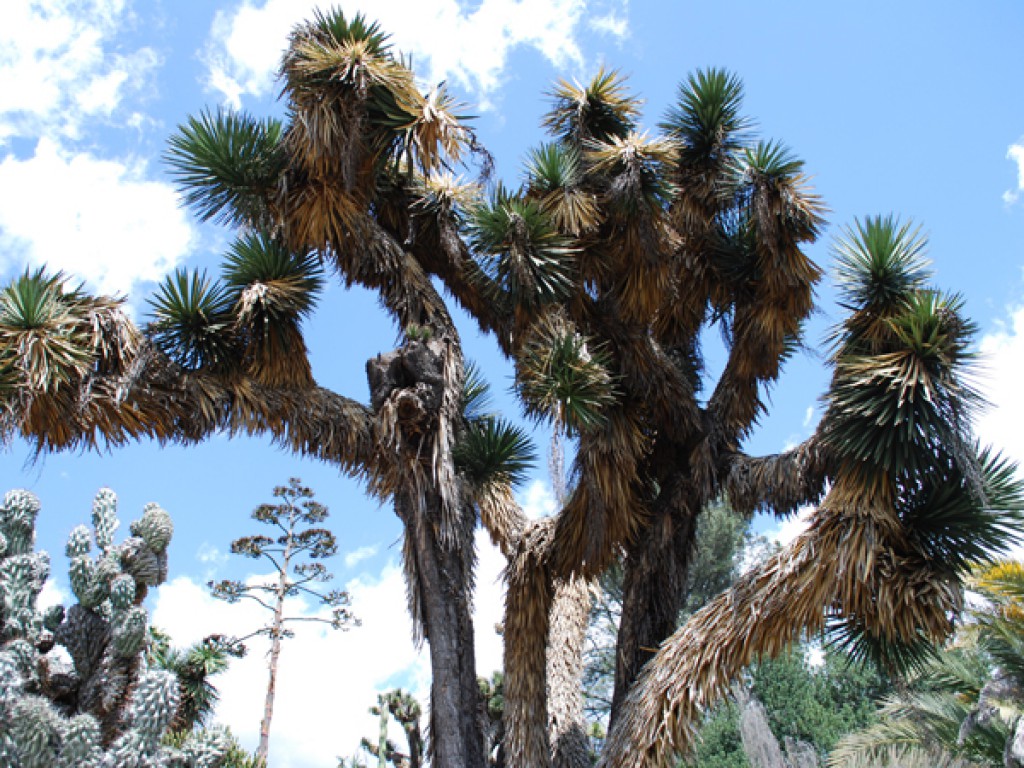 Yucca Filifera - insukuland