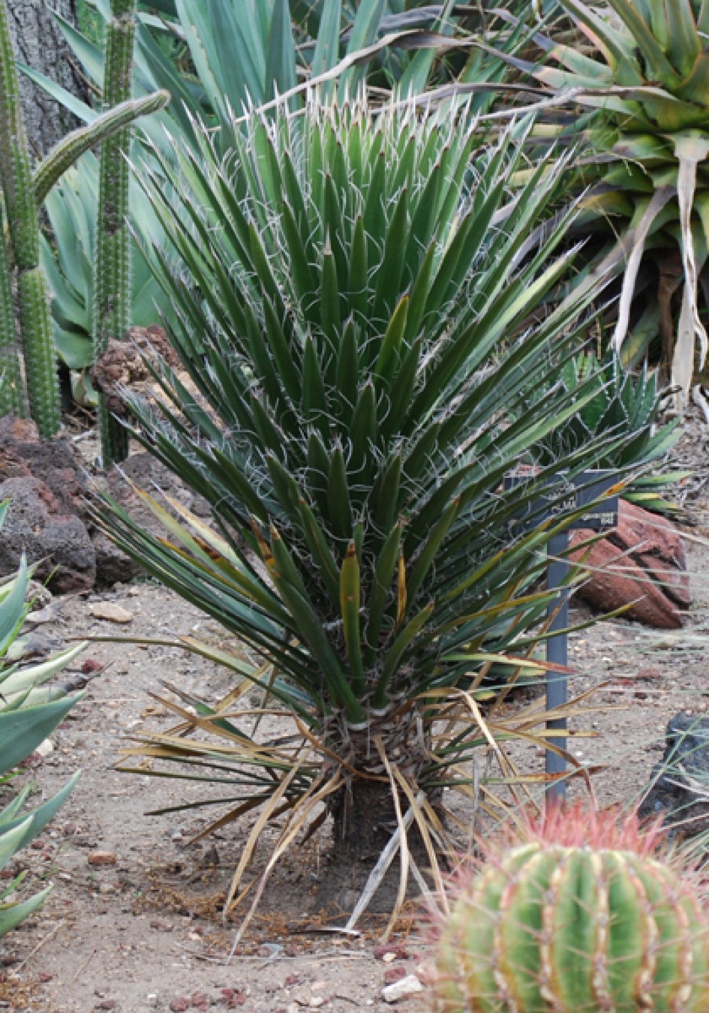 Yucca Filifera - insukuland