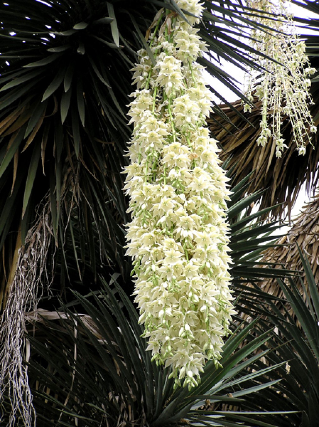 Yucca Filifera - insukuland