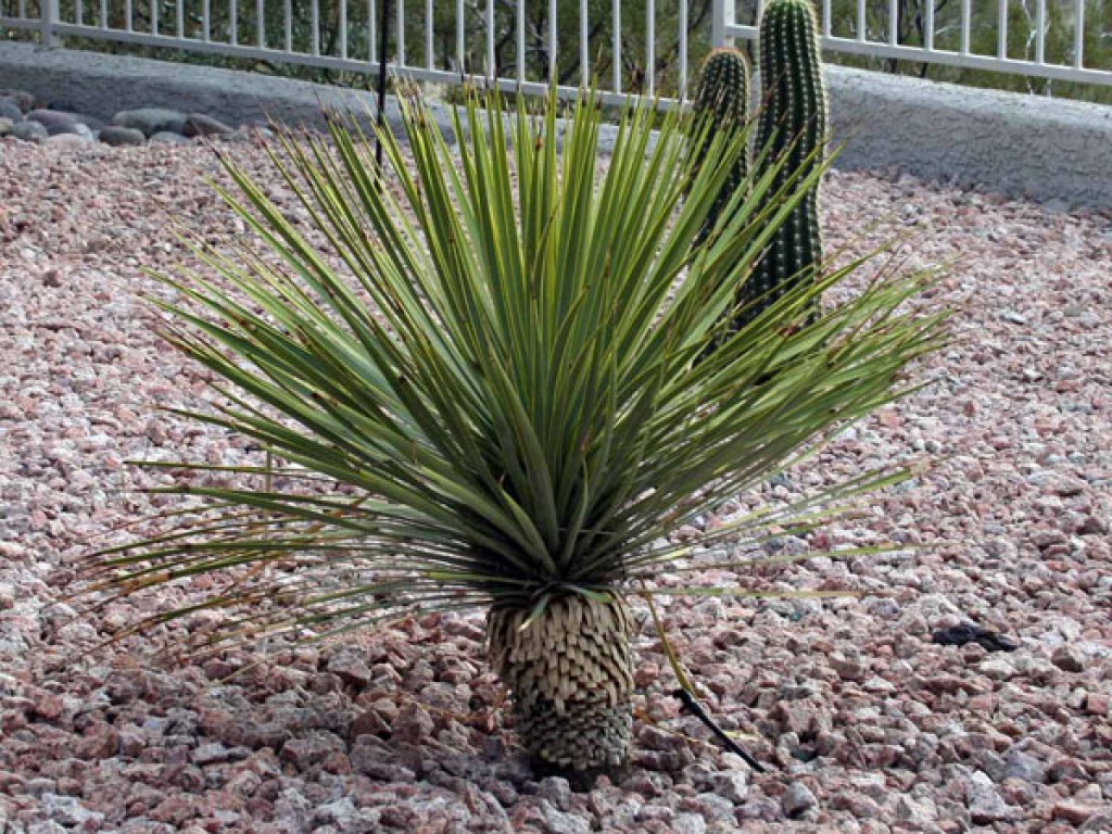 Yucca Thompsoniana - insukuland