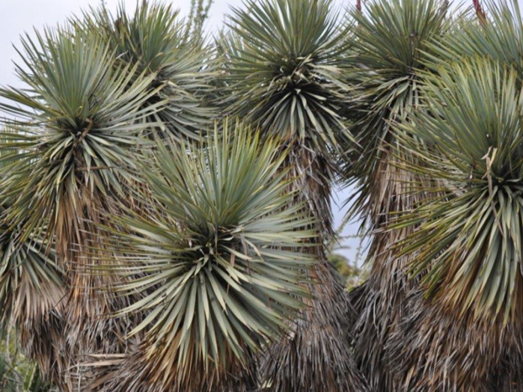 Yucca Thompsoniana - insukuland