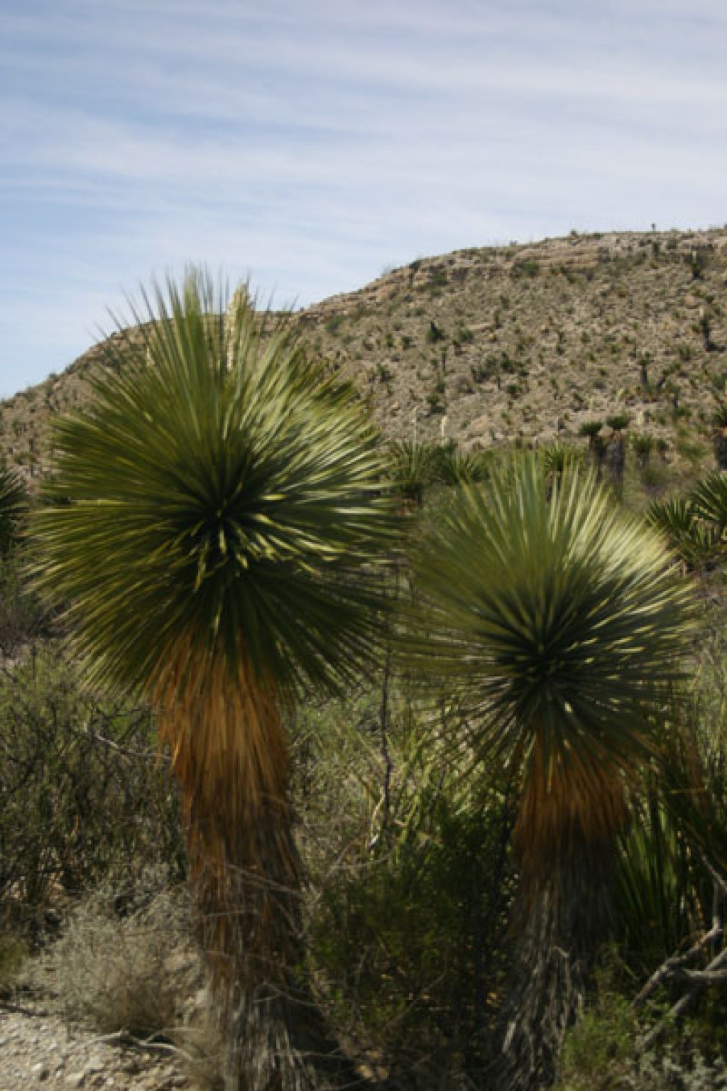Yucca Thompsoniana - insukuland